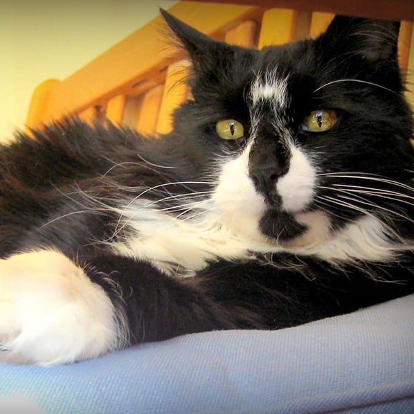 Veterinarians in Oxford | Cat's Corner Veterinary Hospital